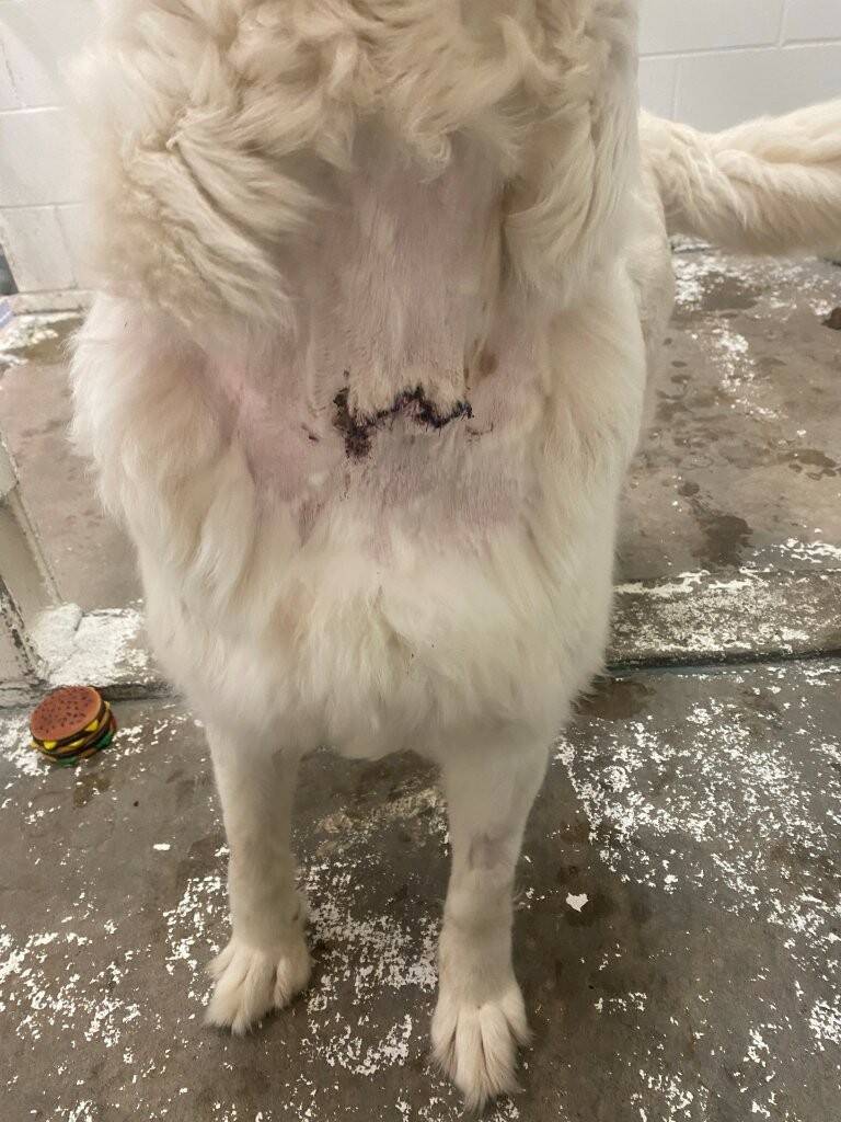 BC SPCA rescues dog in Prince George with chain embedded in her neck ...